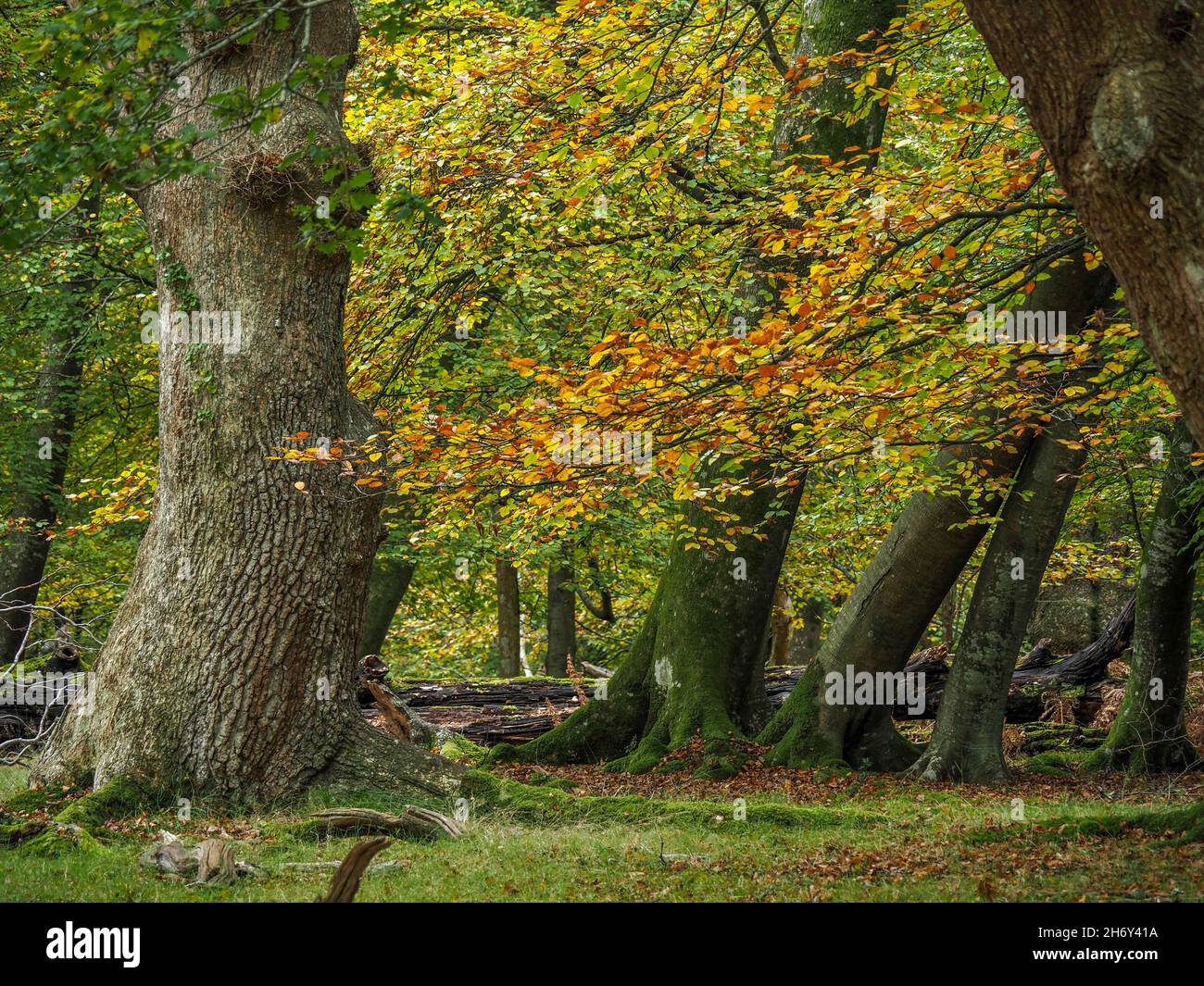 Denny Wood The New Forest Hampshire UK Stock Photo - Alamy