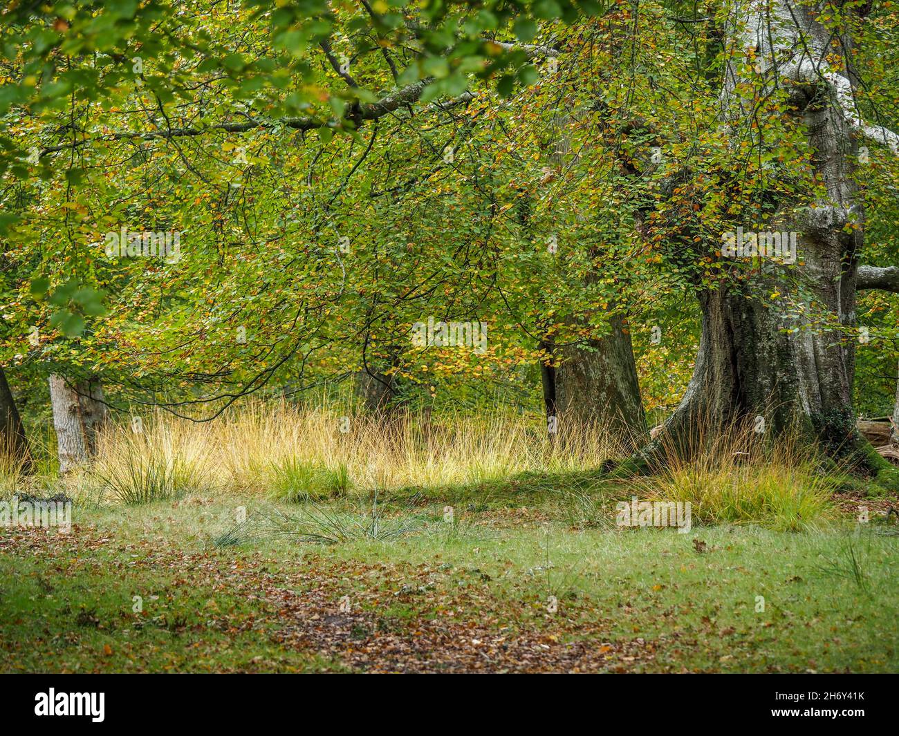 Denny wood hampshire hi-res stock photography and images - Alamy