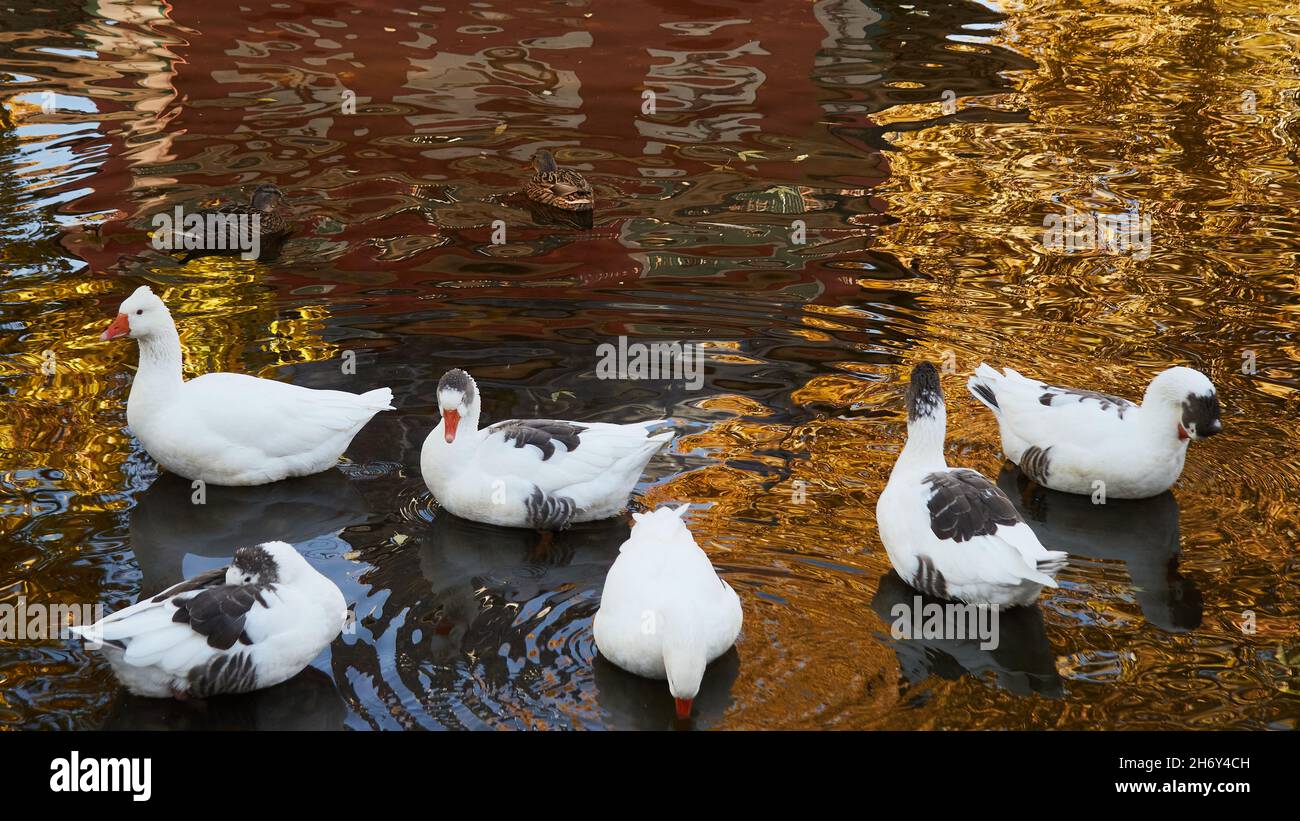 Set of geese with white plumage in a pond with golden waters. Panoramic ...