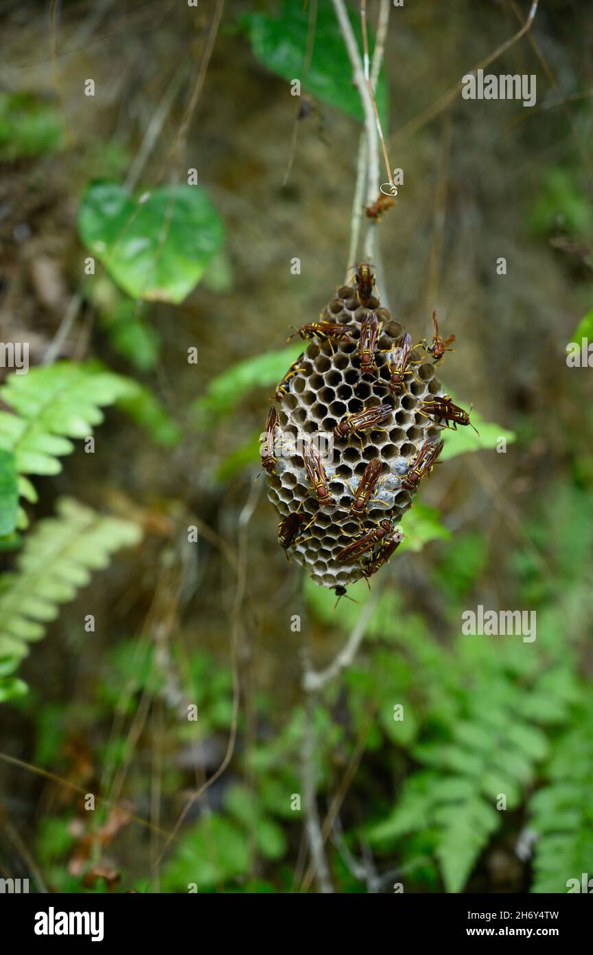 Photo of wild wasps taken in the mountains of the Dominican Republic ...