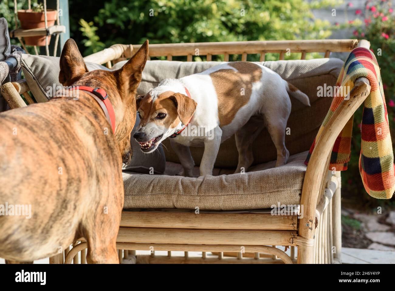 Angry dog with bared teeth. Small dog jack russell terrier growling and ...
