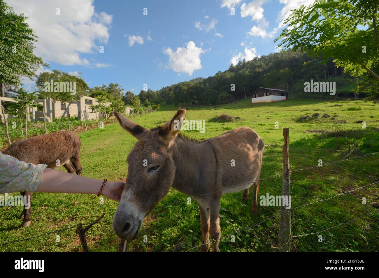 Photo of donkey animal. Girls hand caressing a donkey face. Domestic ...