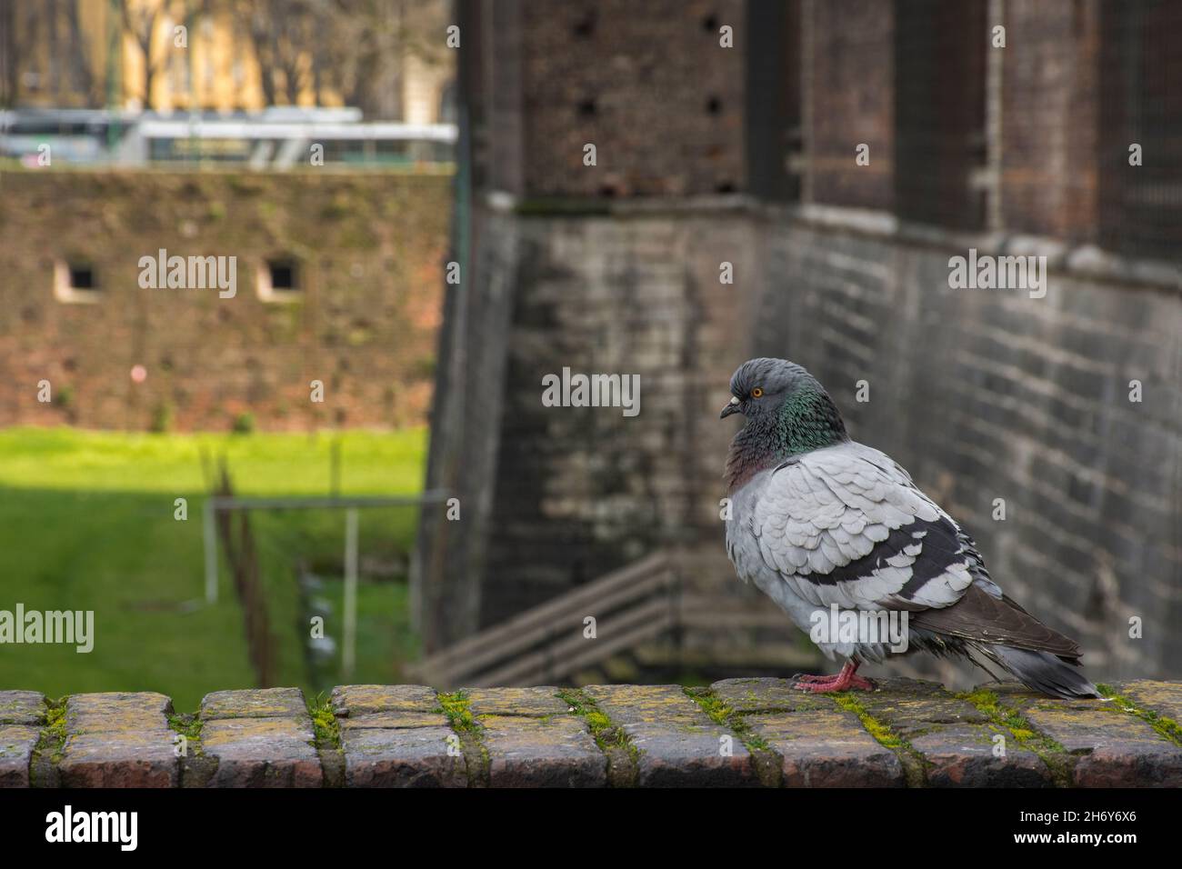 Pigeon standing on an historic medieval contruction called Castello ...