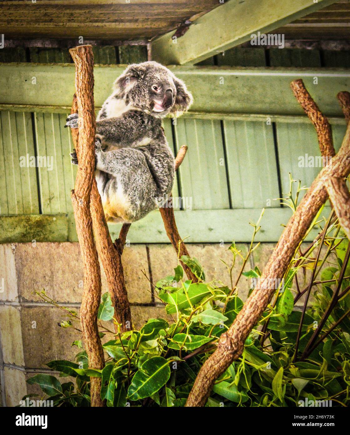 Cute Koala in artificial habitat of poles and eucalyptus leaves inside ...