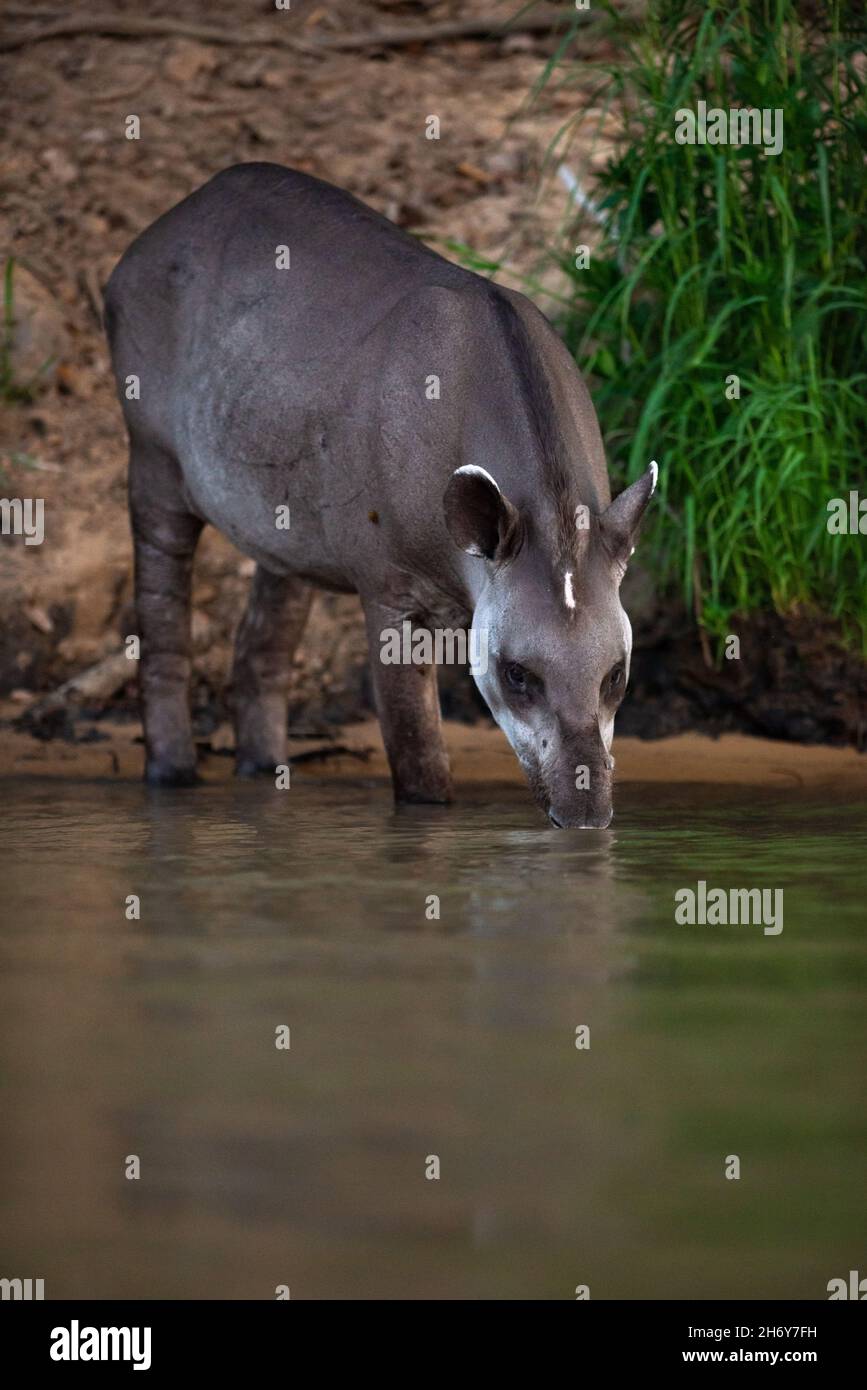 A Lowland Tapir (Tapirus terrestris) drinking from a river in North ...