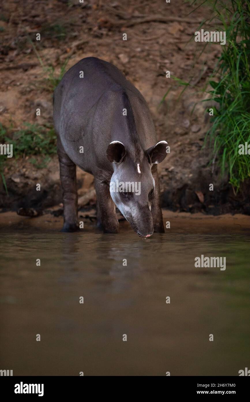 A Lowland Tapir (Tapirus terrestris) drinking from a river in North ...