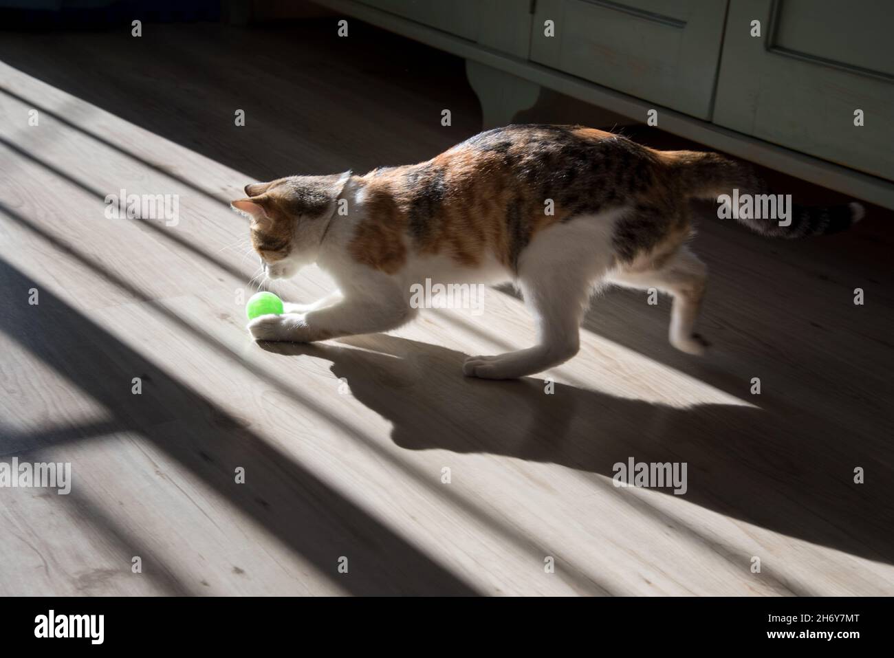 cat playing with ball Stock Photo - Alamy