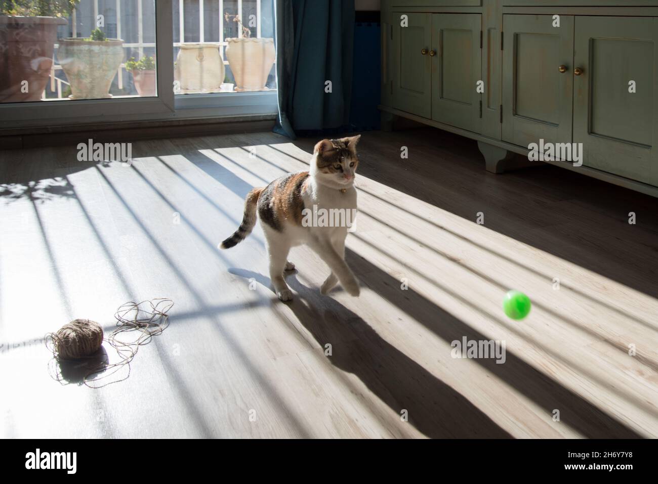 cat playing with ball Stock Photo - Alamy