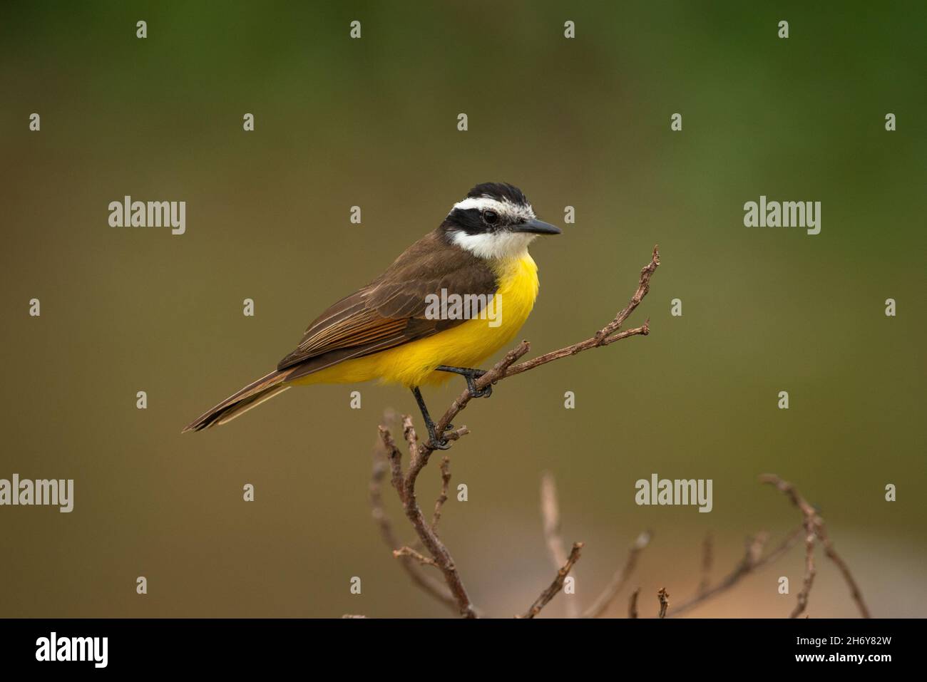A Lesser Kiskadee (Philohydor lictor) from North Pantanal, Brazil Stock ...