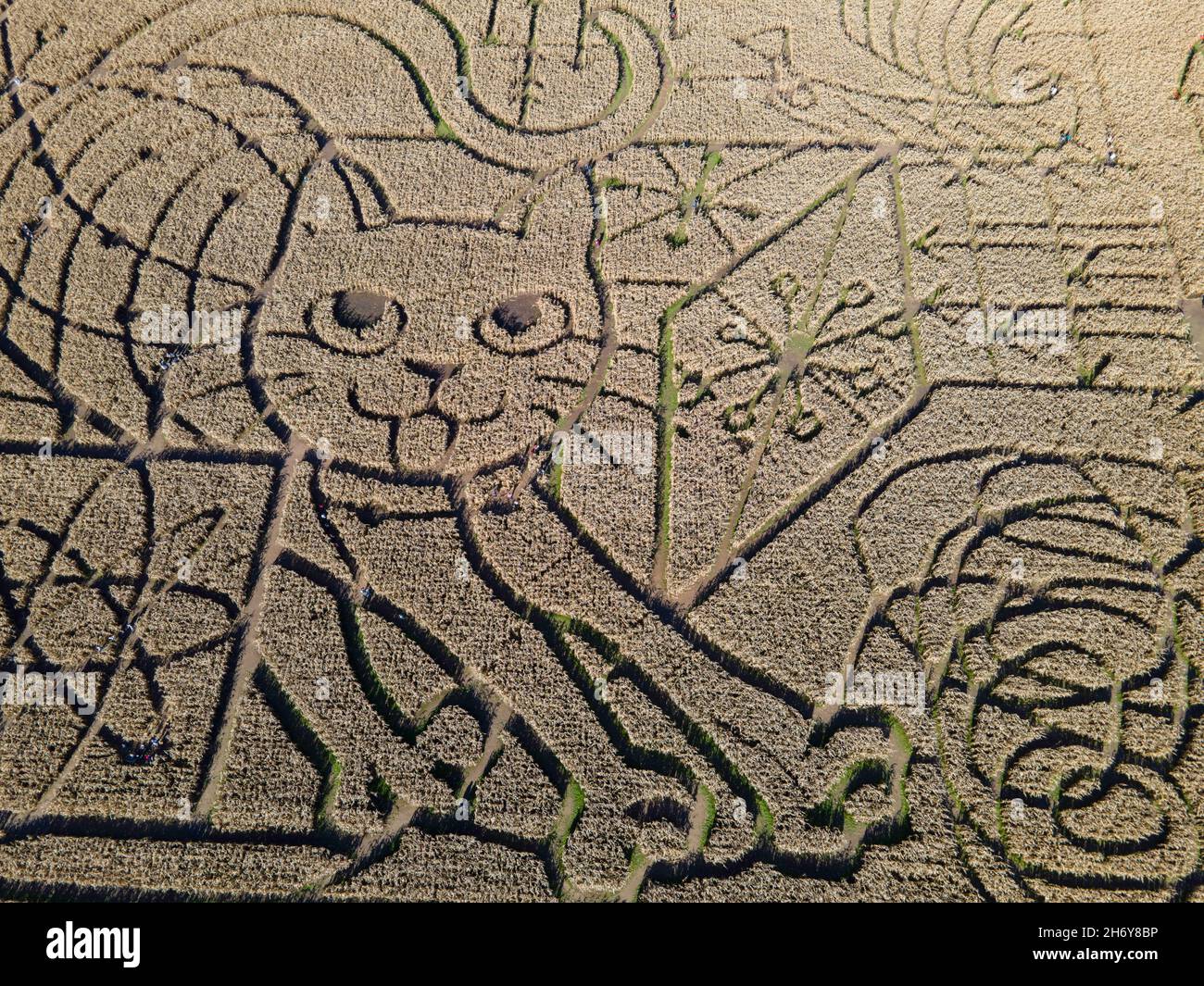 Aerial photograph of Treinen Farm's Schršdinger Cat Corn Maze on a ...