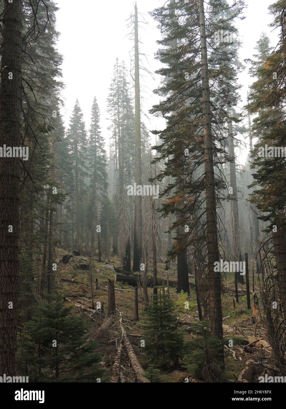 Vertical shot of a forest with dense tall trees on a gloomy day Stock Photo - Alamy