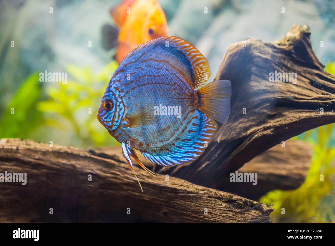 Tiger turks discus hi-res stock photography and images - Alamy