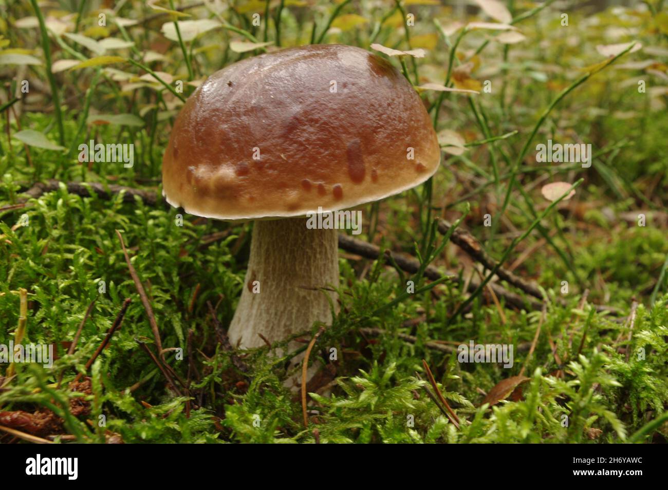 The boletus mushroom in the natural environment, in the forest during ...