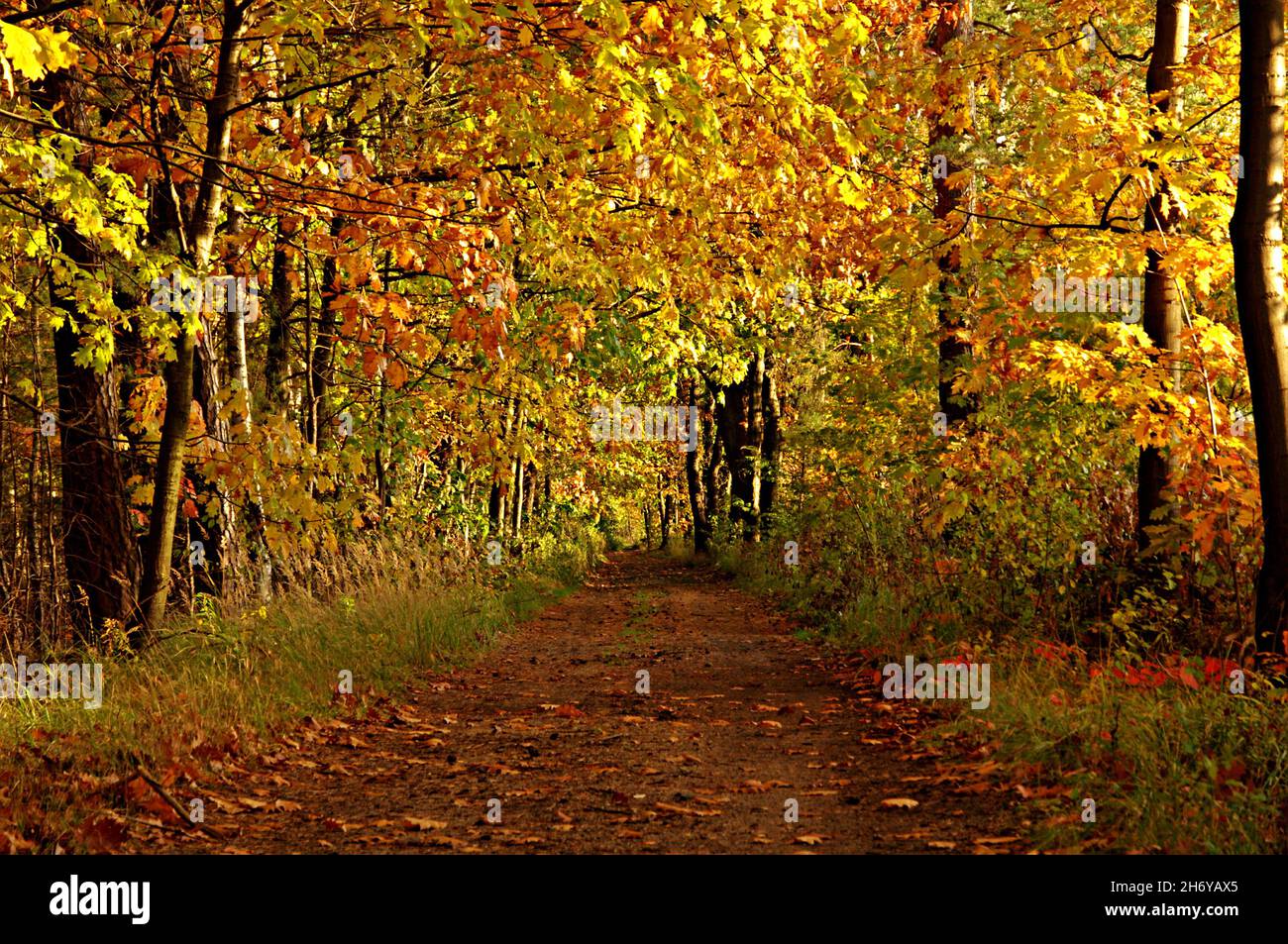 Unpaved, forest road. The roadsides are covered with green grass ...