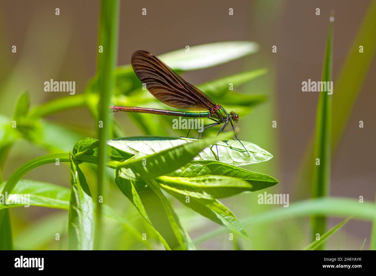 Dragon flys hi-res stock photography and images - Alamy