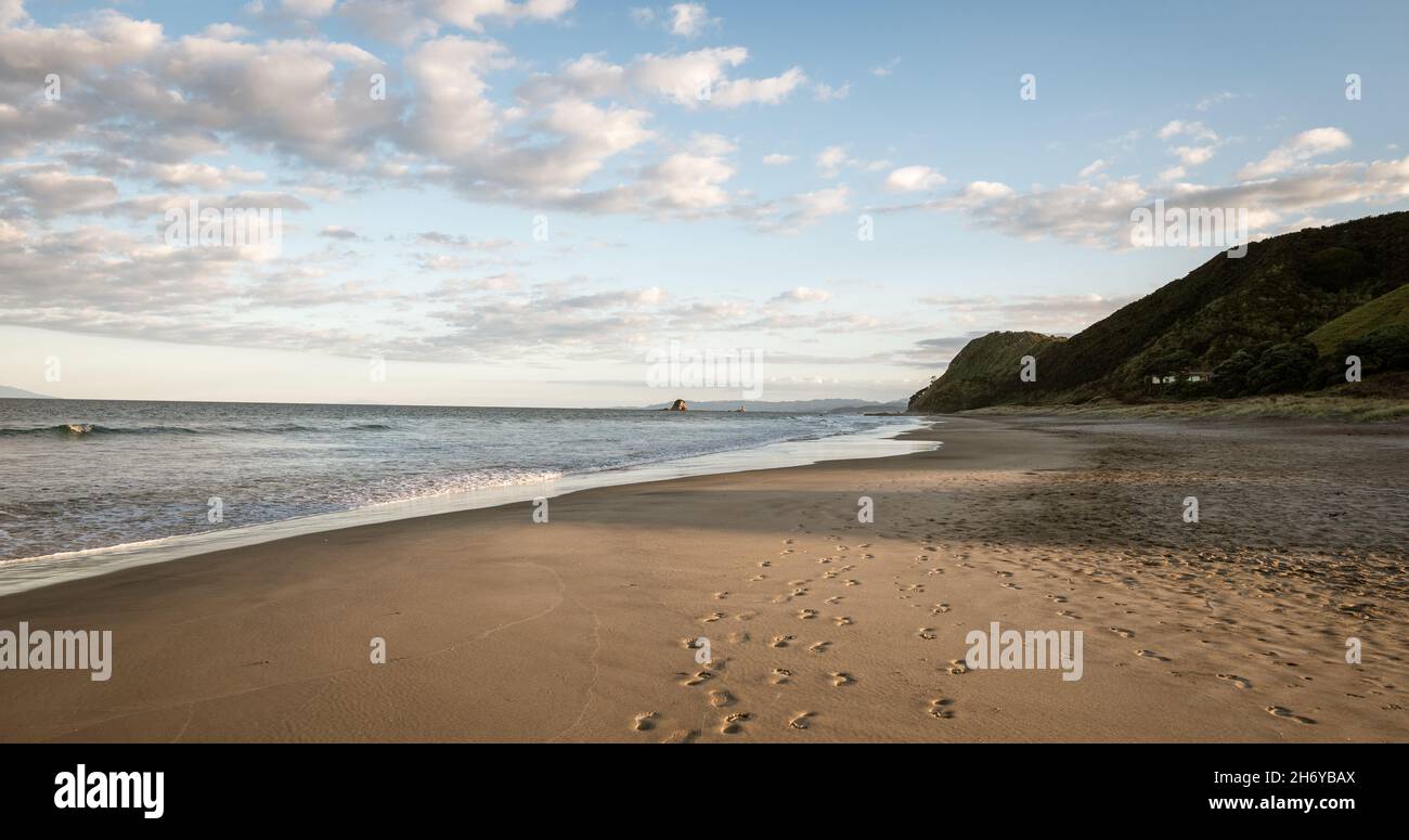 Beach landscape at Goat Island Marine Reserve of New Zealand Stock ...