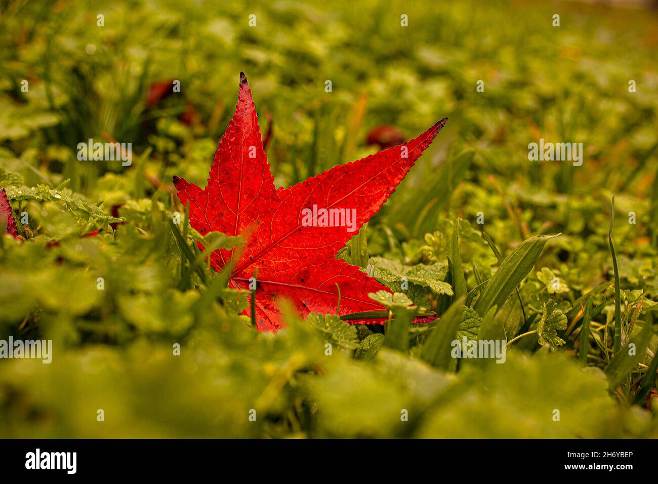 Red and yellow leaf in green grass hi-res stock photography and images ...