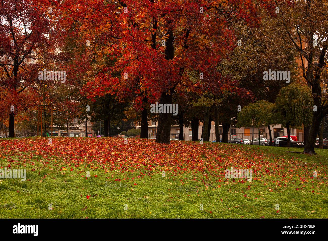 Beautiful autumn park with the red trees in Milan Stock Photo - Alamy