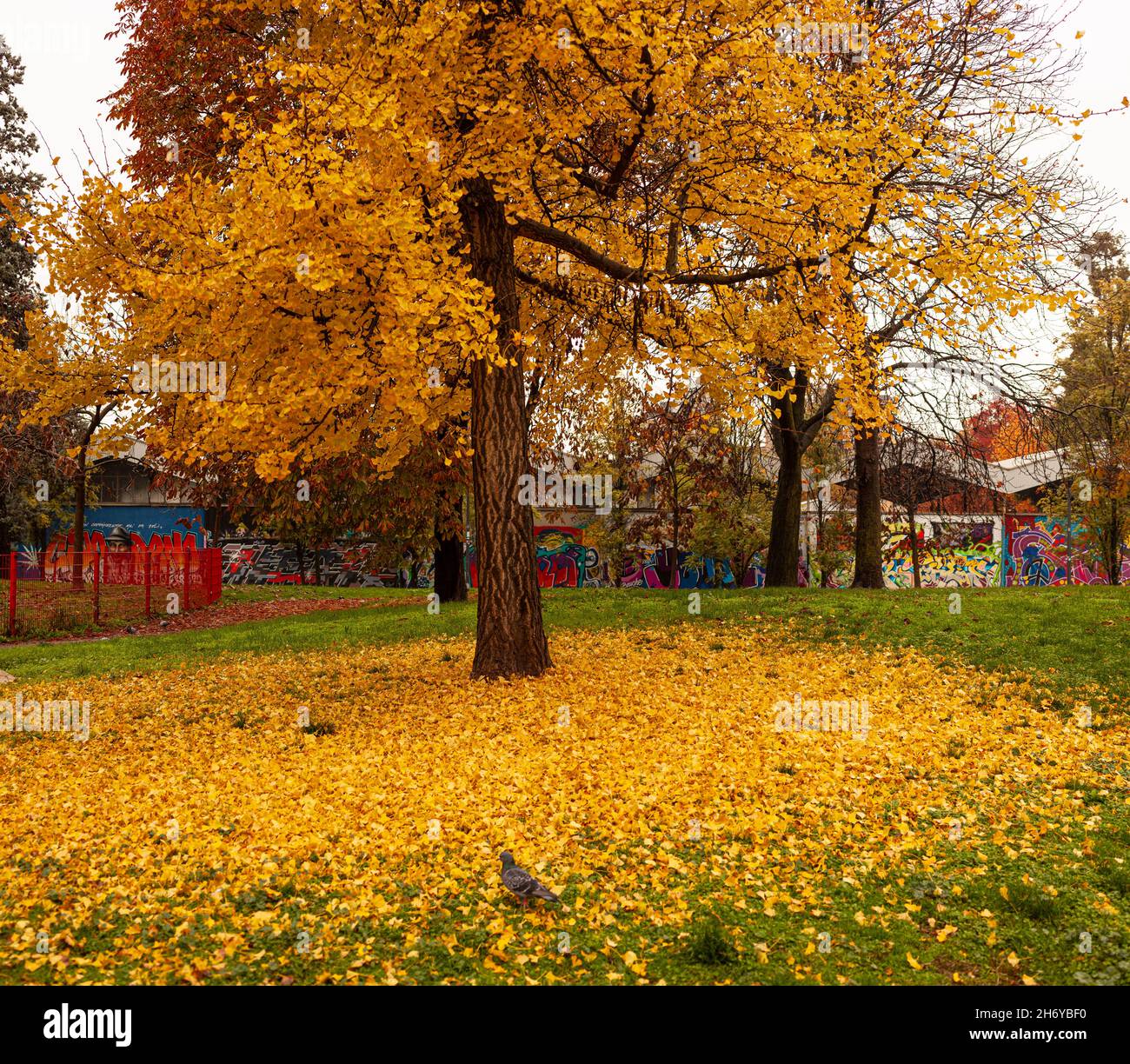 Milan autumn tree hi-res stock photography and images - Alamy