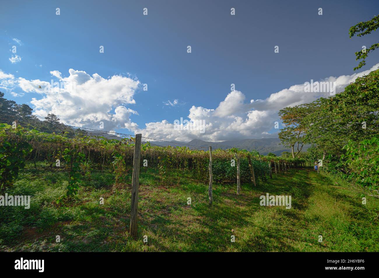 Chayote growing hi-res stock photography and images - Alamy