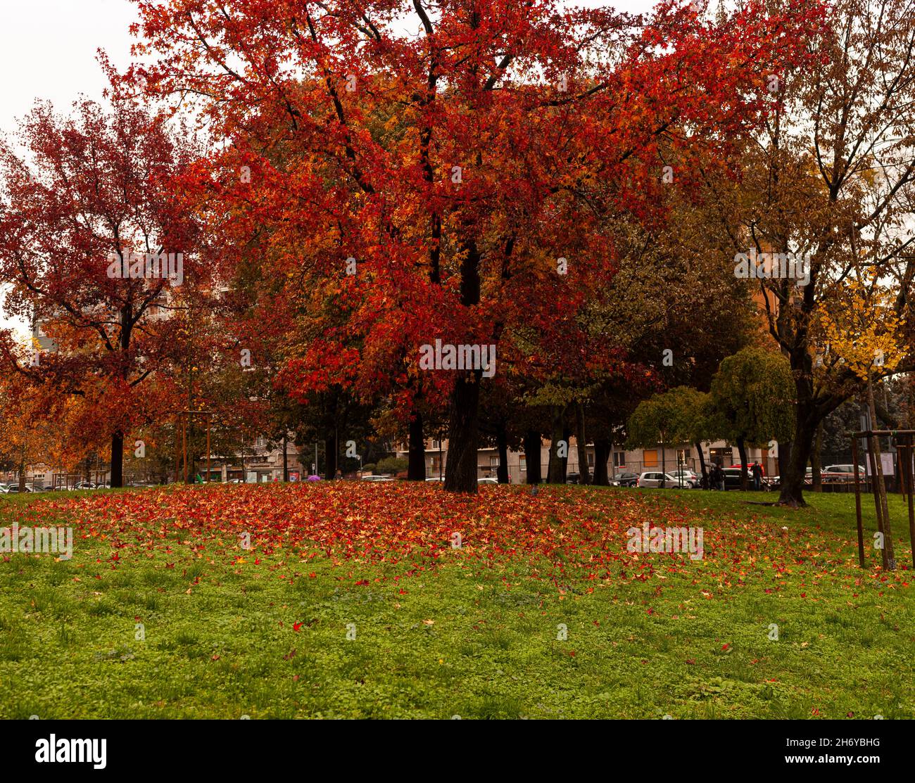Milan autumn tree hi-res stock photography and images - Alamy