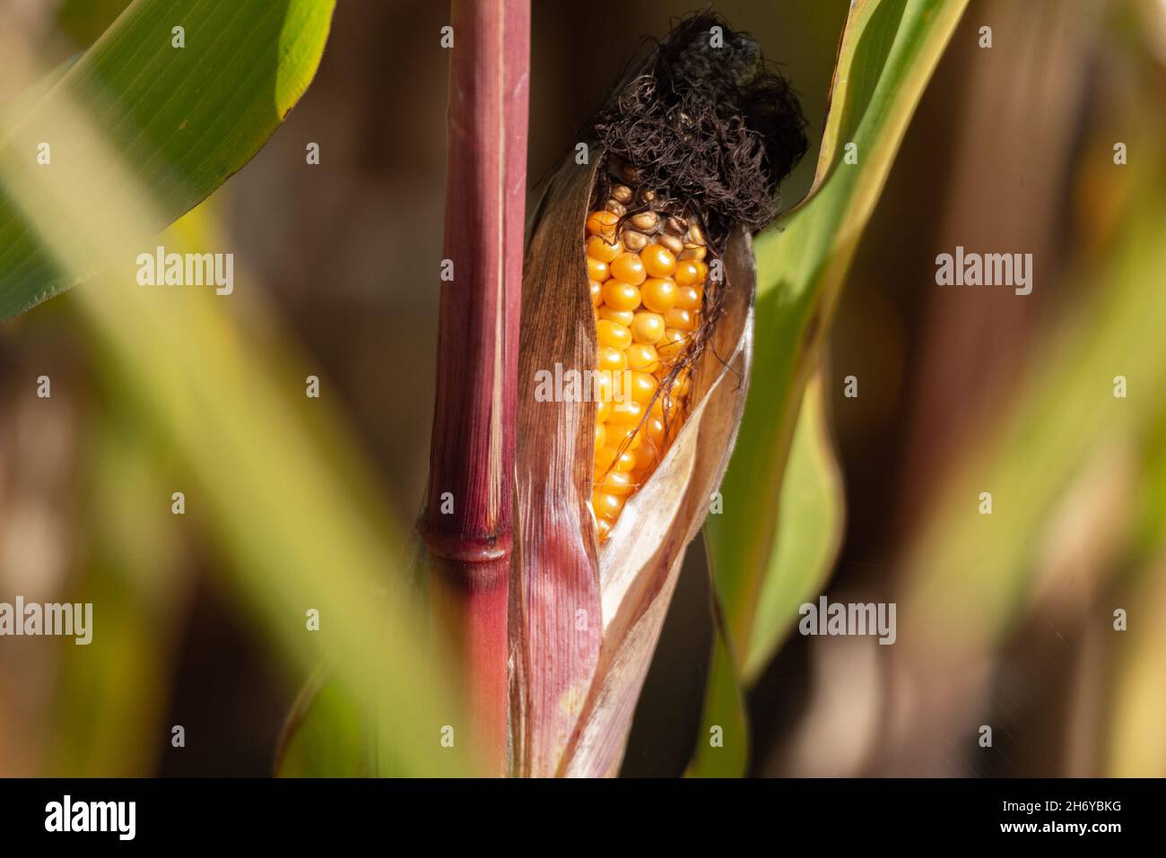 Corn on the cob on the stalk before harvesting. Ripe corn in the field ...