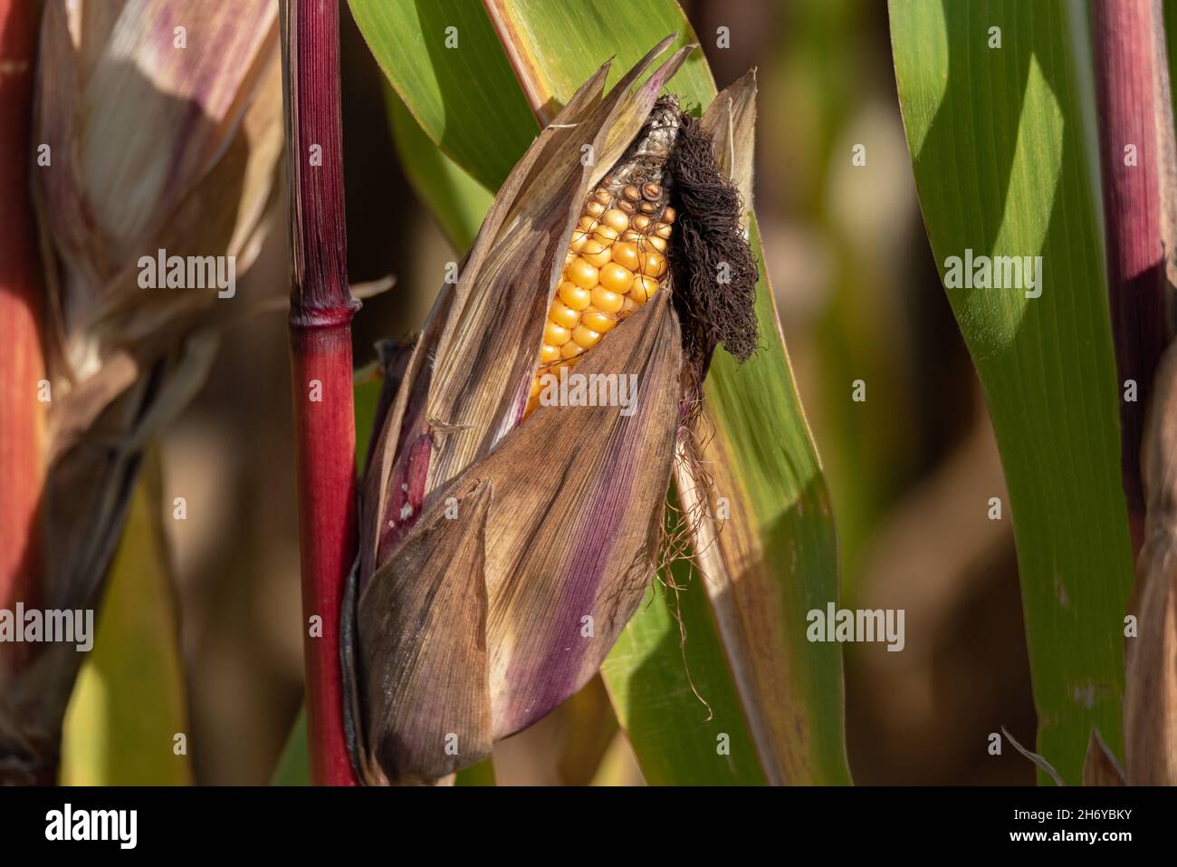 Corn on the cob on the stalk before harvesting. Ripe corn in the field ...
