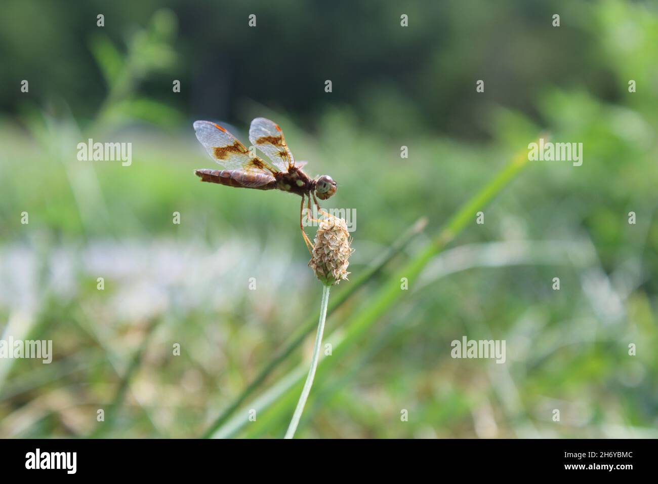 Dragonfly in flight with golden wings hi-res stock photography and ...