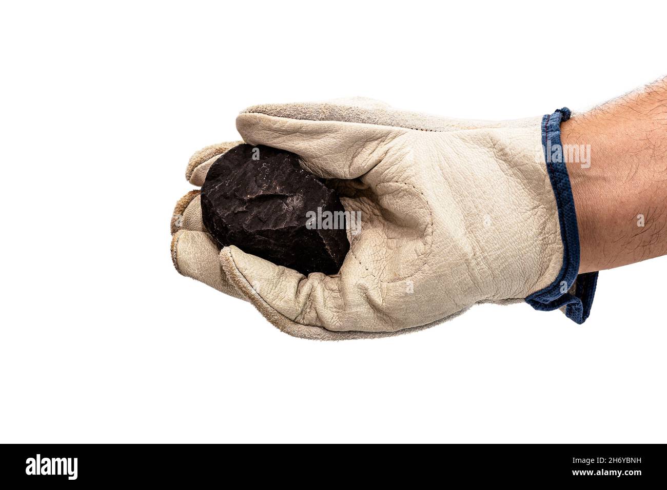 male miner hand holding coal, black rock or raw graphite, mining or ...