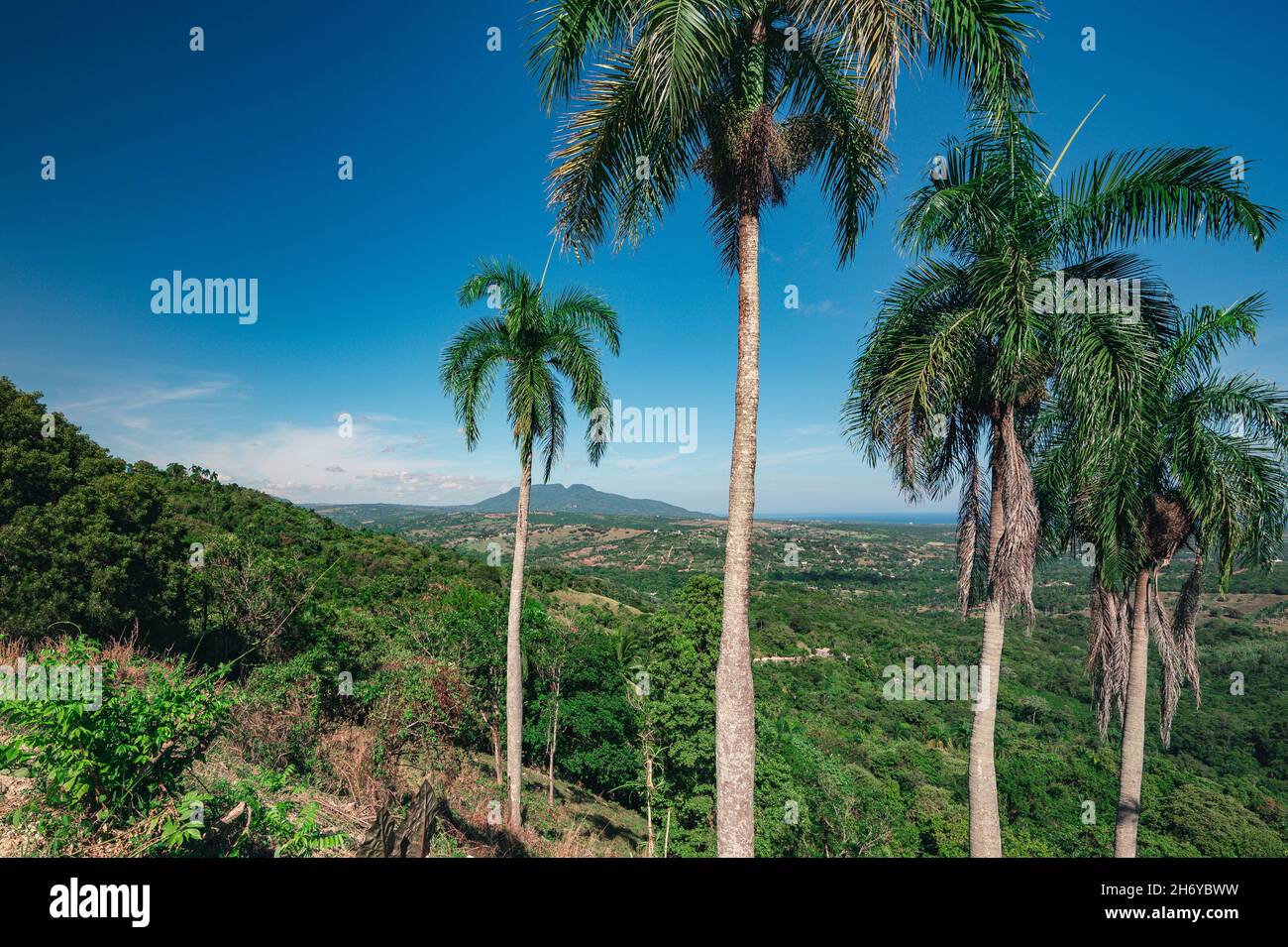 Hill view on palms tree. Panorama mountains with tropicals plants ...