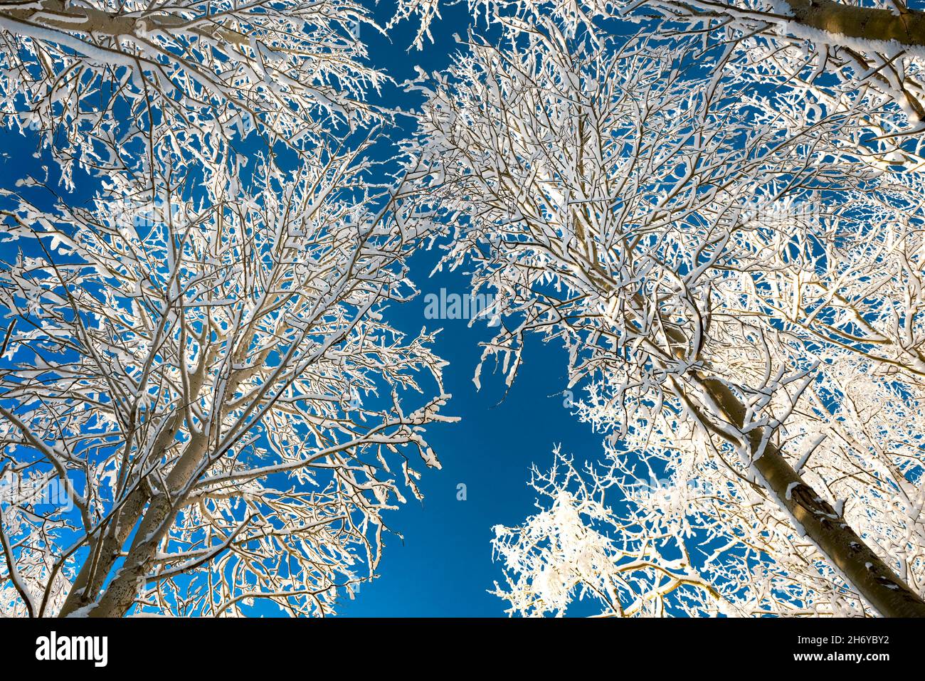 Frosty trees sweden hi-res stock photography and images - Alamy