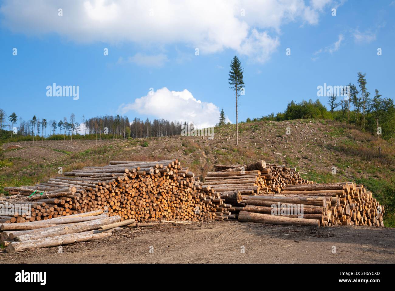 Panoramic image of footpath alongside log piles, forestry in Germany ...