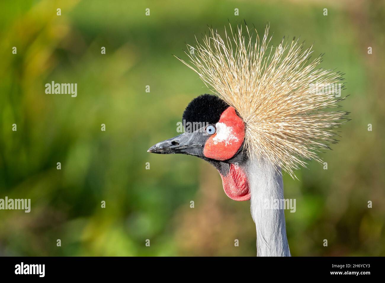 Close up side view of head of a Grey Crested Crane against green ...