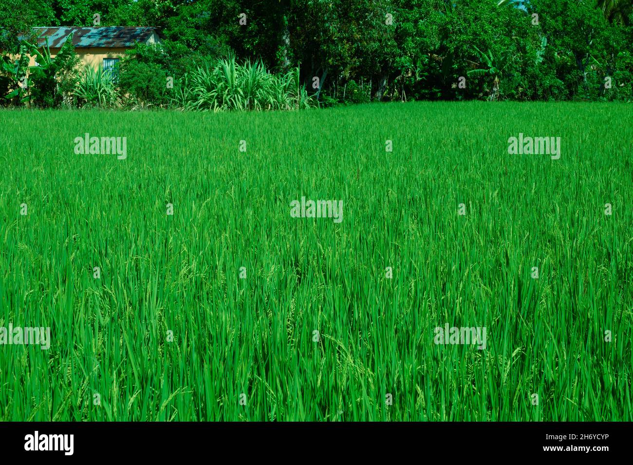 Photo of a rice plantation taken in the Dominican Republic in the ...