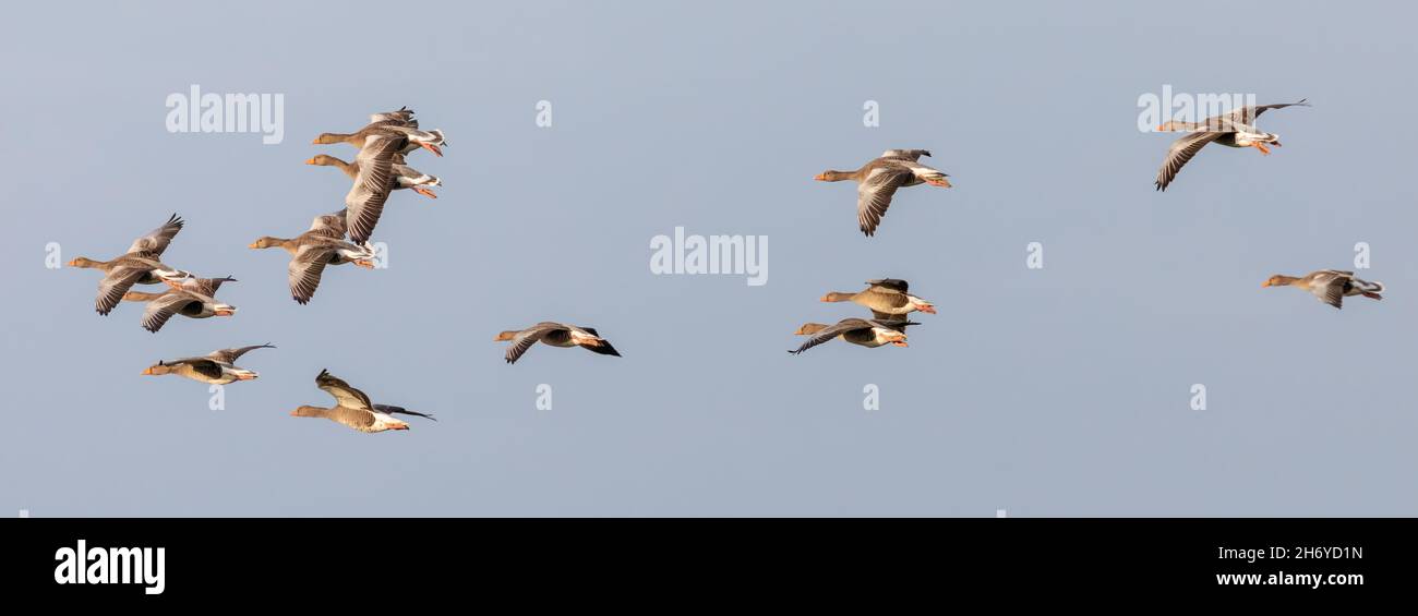 Geese flying in formation hi-res stock photography and images - Alamy