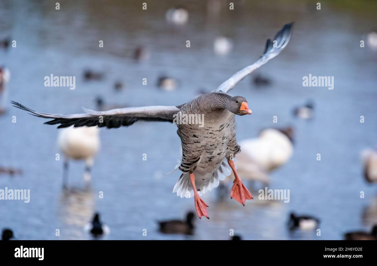 Close up of a Greylag Goose coming in to land with wings spread wide ...
