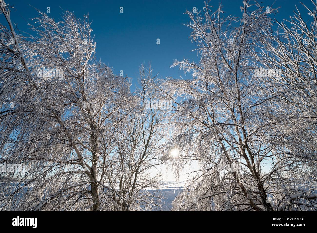 Frosty Winter Tree Stock Photo - Alamy