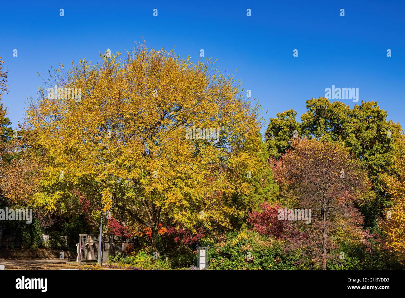 Beautiful fall color in the famous Philbrook Museum of Art at Tulsa ...