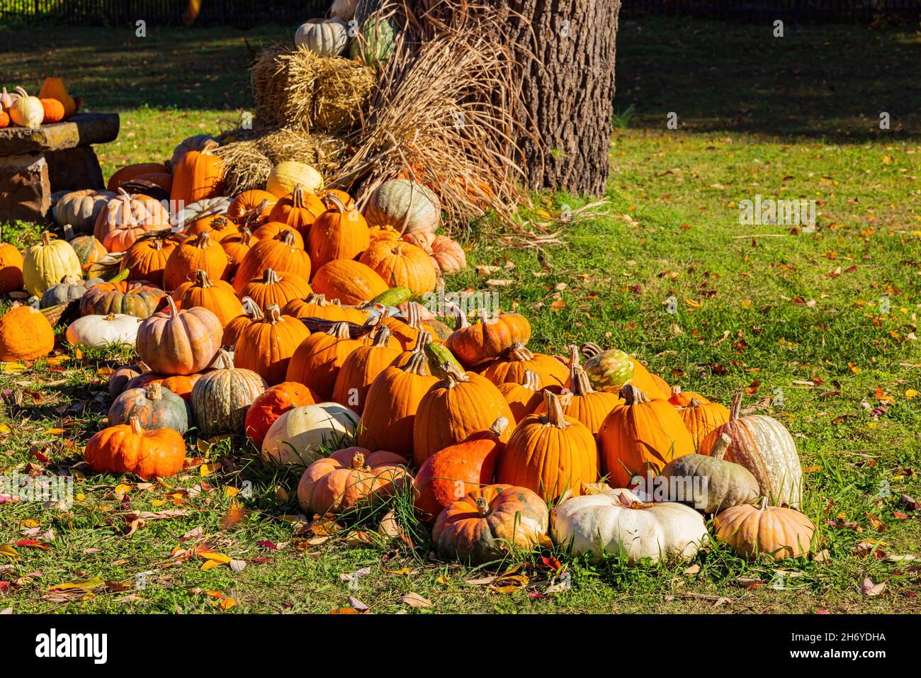 Beautiful fall color in the famous Philbrook Museum of Art at Tulsa ...