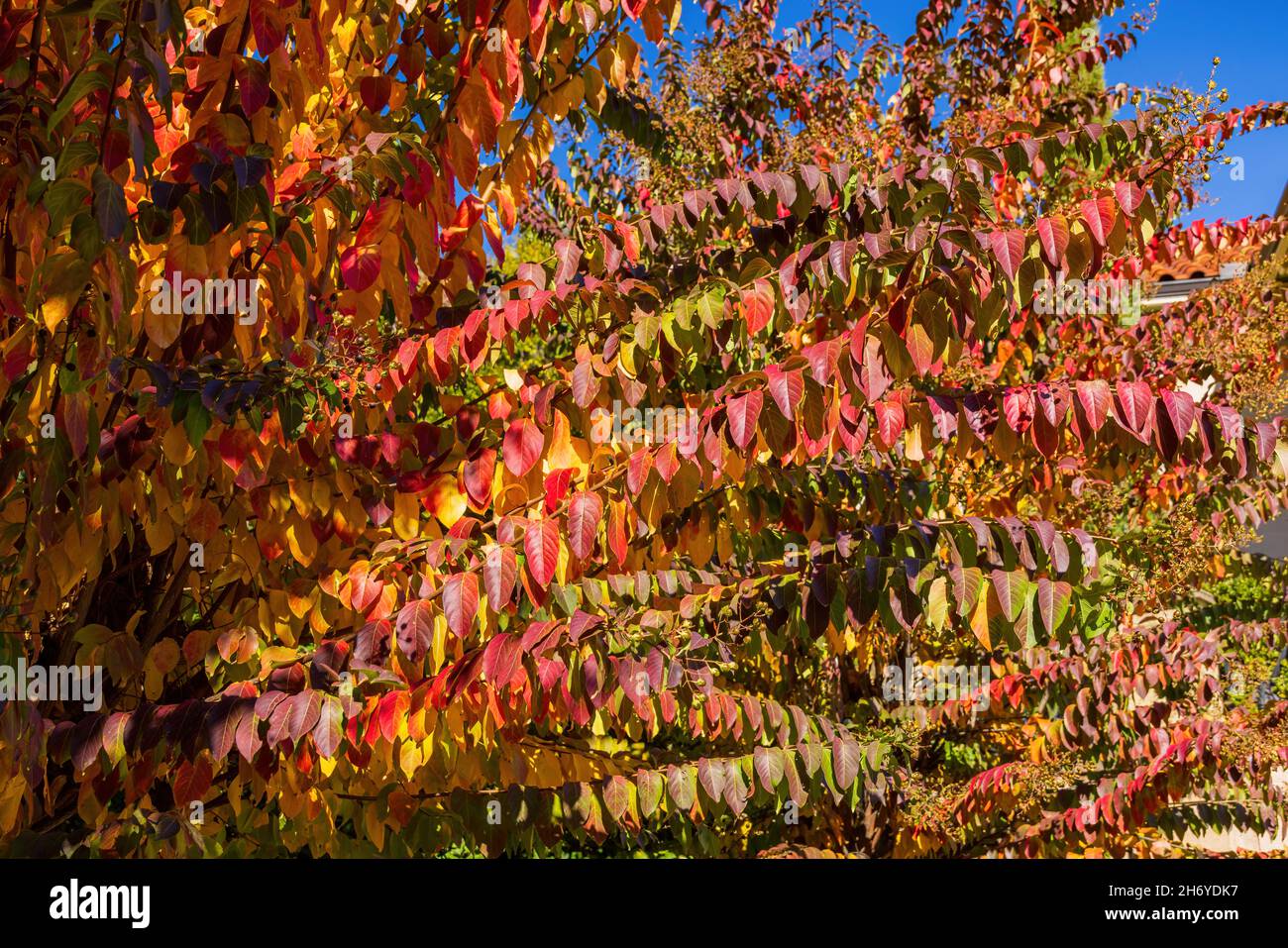 Beautiful fall color in the famous Philbrook Museum of Art at Tulsa ...