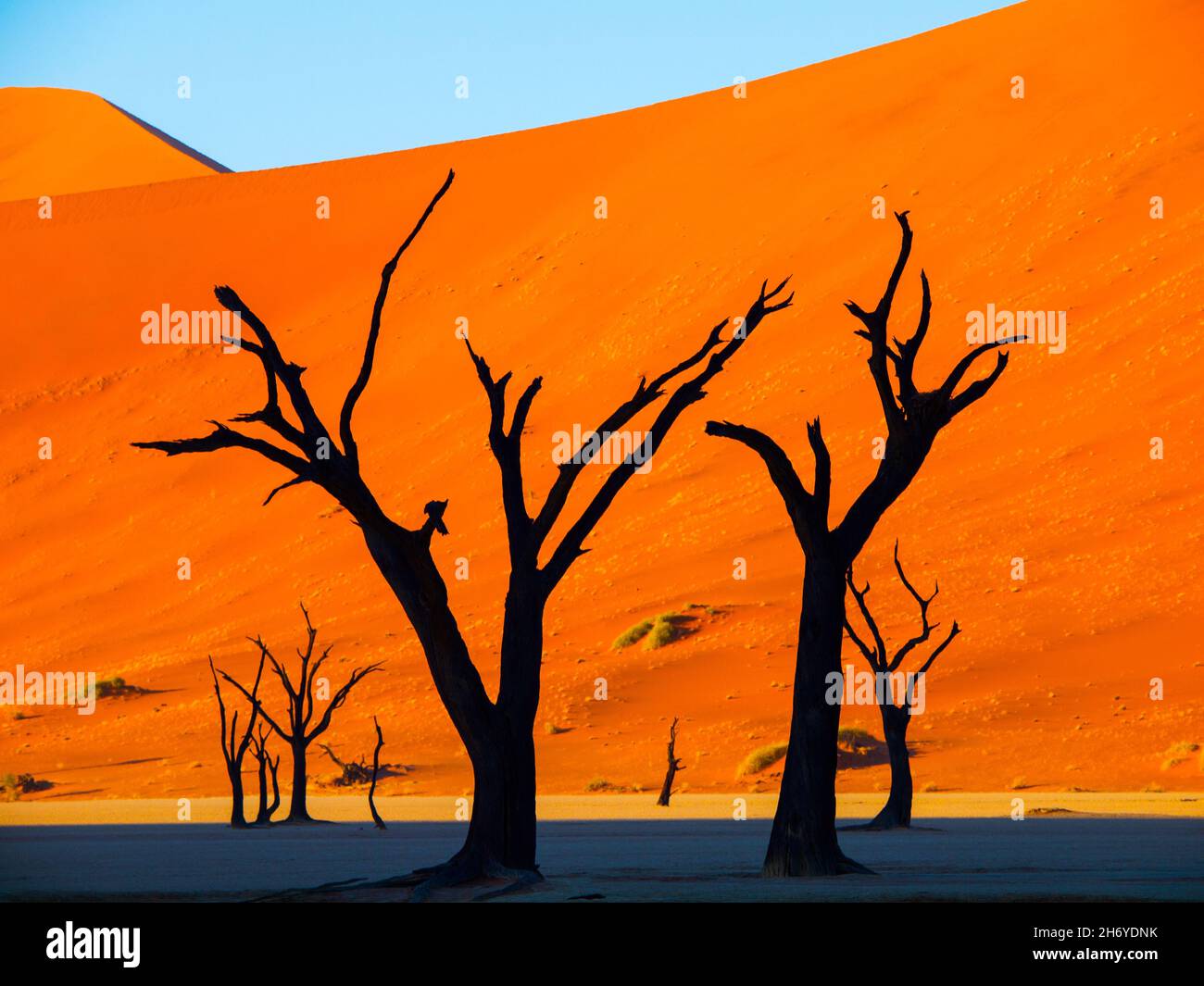 Silhouette of dead camel thorn trees in Namib Desert Stock Photo - Alamy