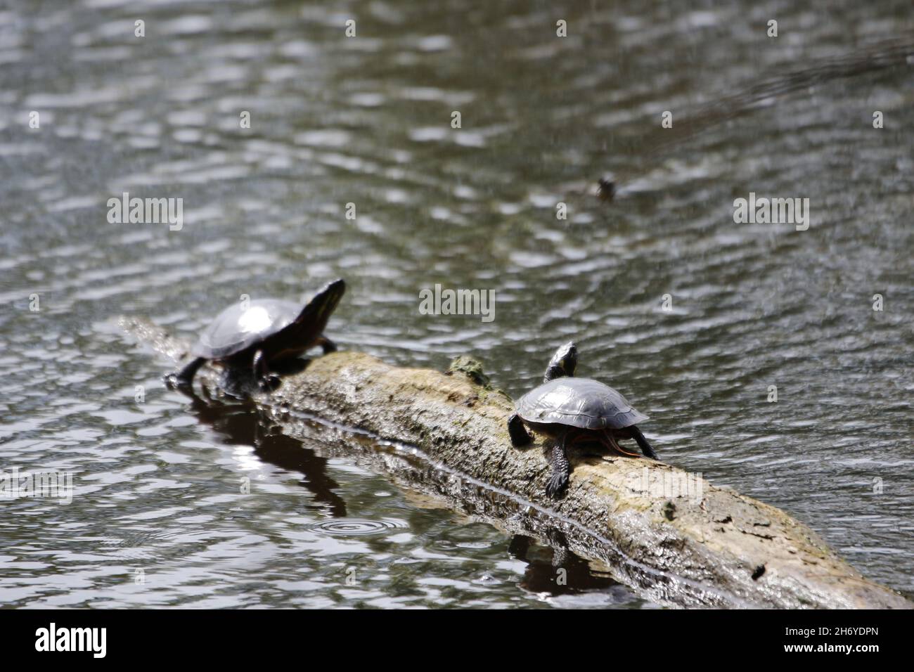 Daylight shot of two turtles sitting on a log Stock Photo - Alamy
