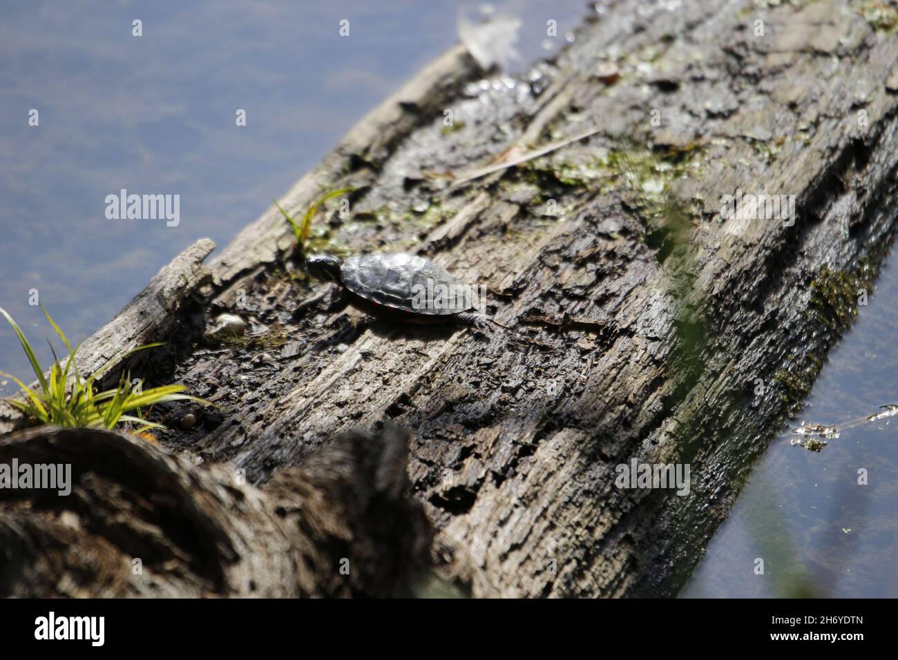 Turtle sitting log water hi-res stock photography and images - Alamy