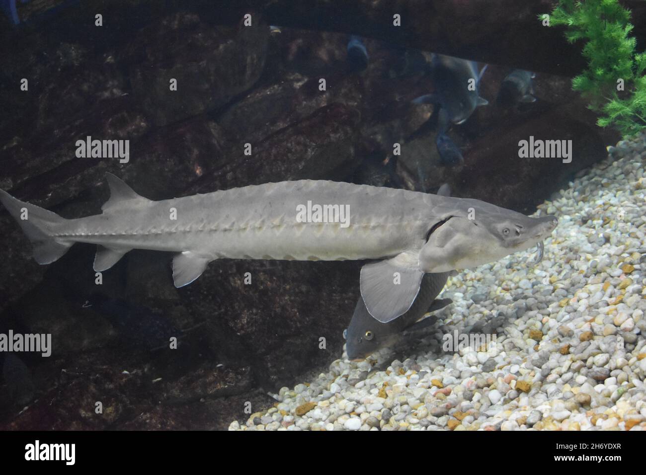 Sturgeon fish swimming hi-res stock photography and images - Alamy