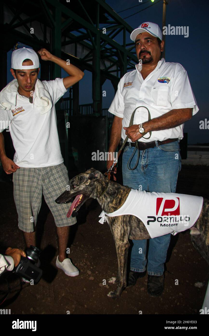 Spanish greyhound dog named El Toto who won races at the Hipodromo in ...