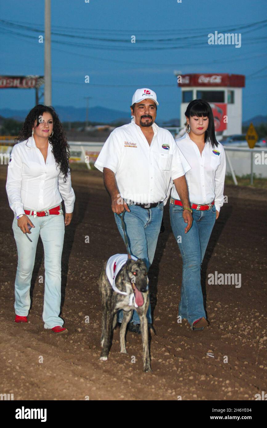 Spanish greyhound dog named El Toto who won races at the Hipodromo in ...