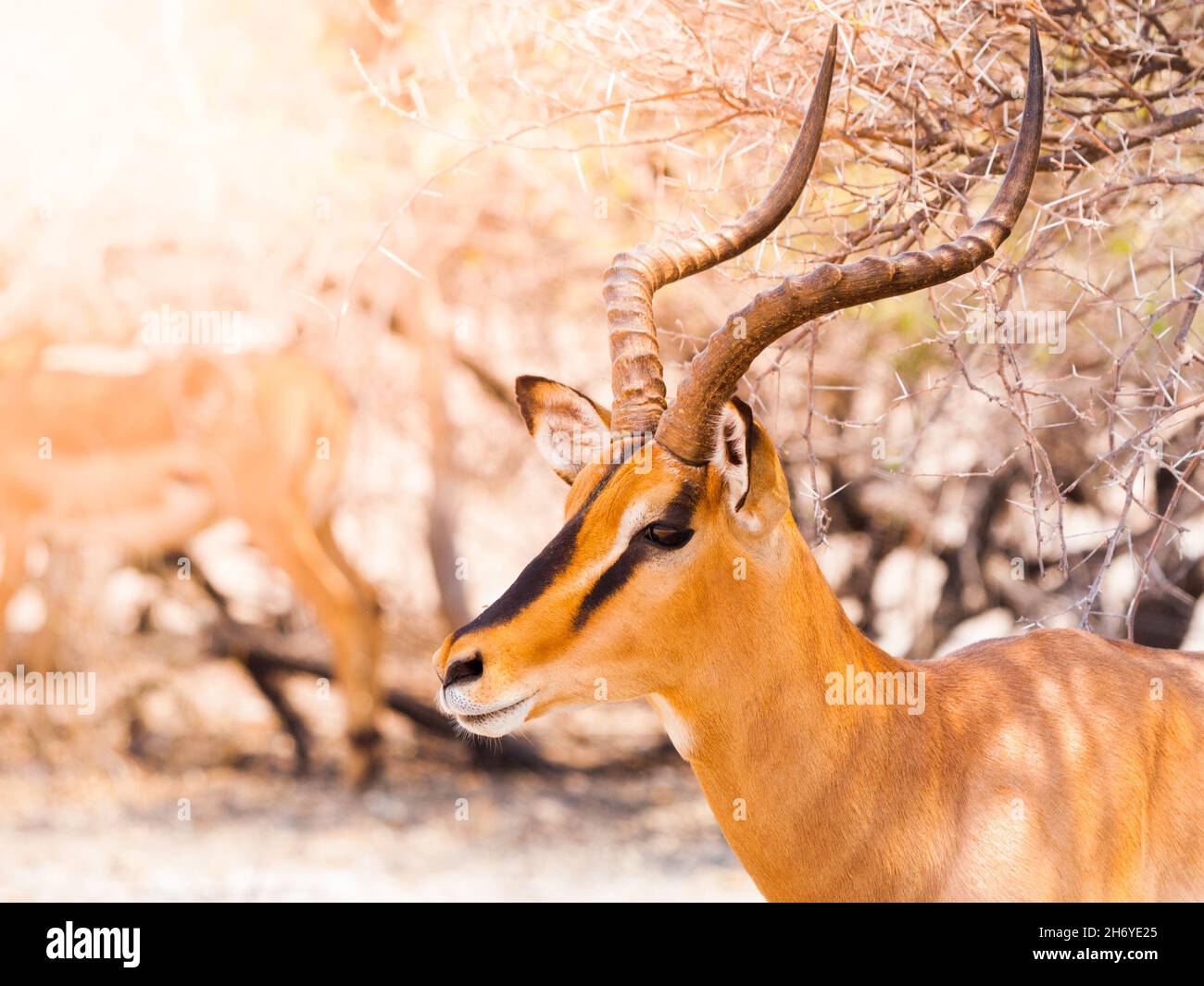 Chewing impala hi-res stock photography and images - Alamy