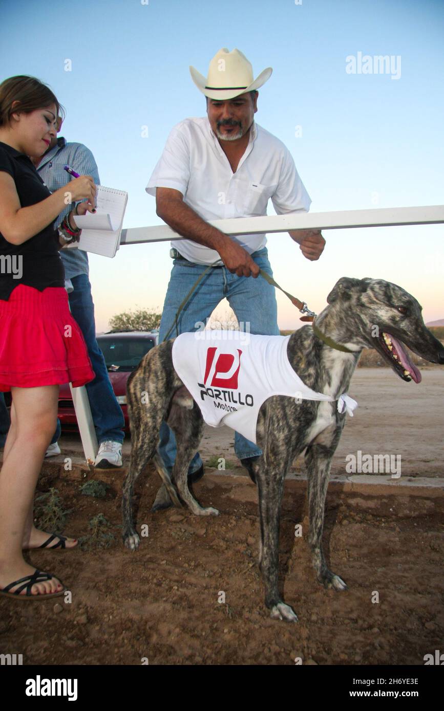 Spanish greyhound dog called the "Toton" who won races at the Hipodromo ...