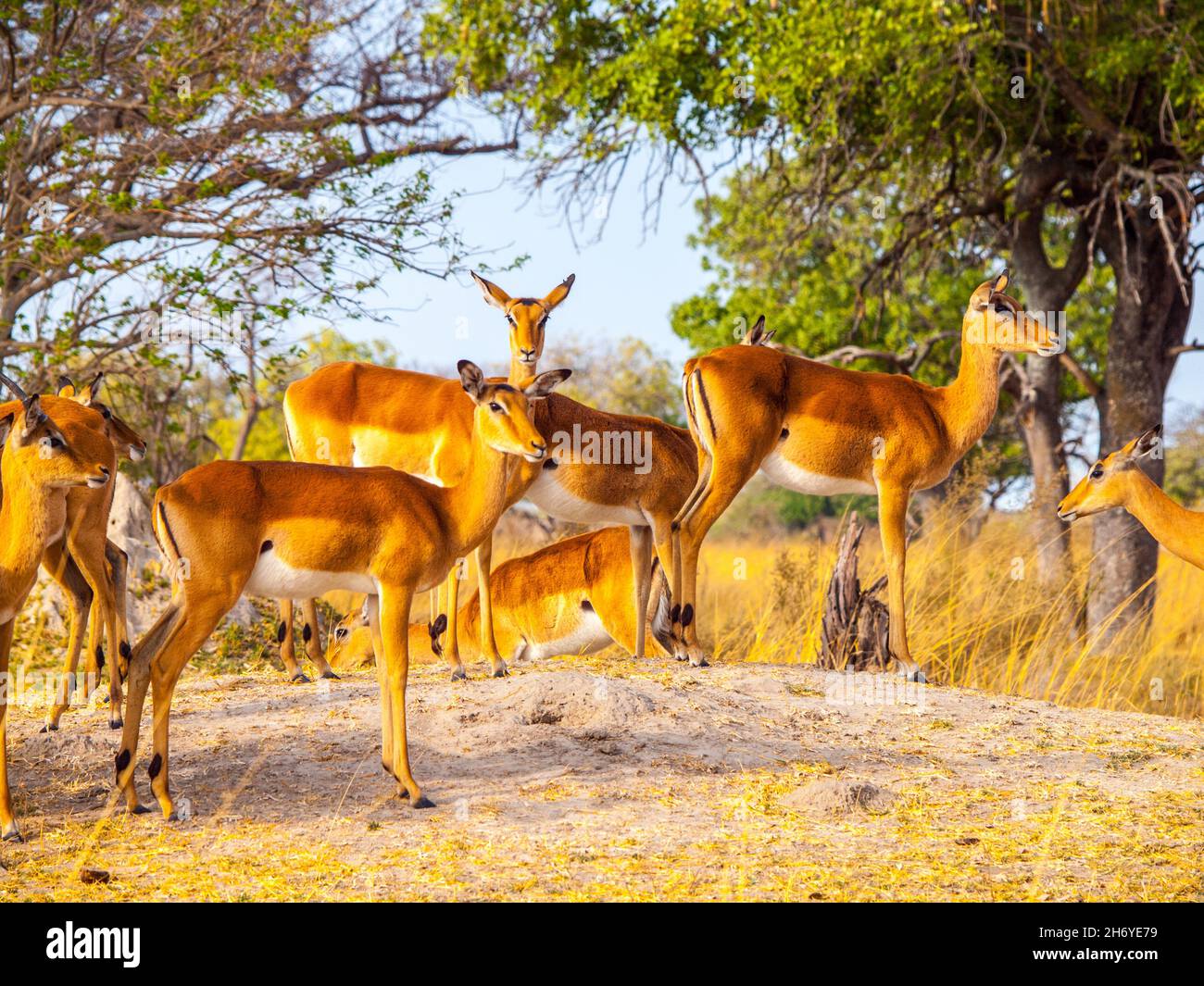 Impala herd in african savanna Stock Photo - Alamy