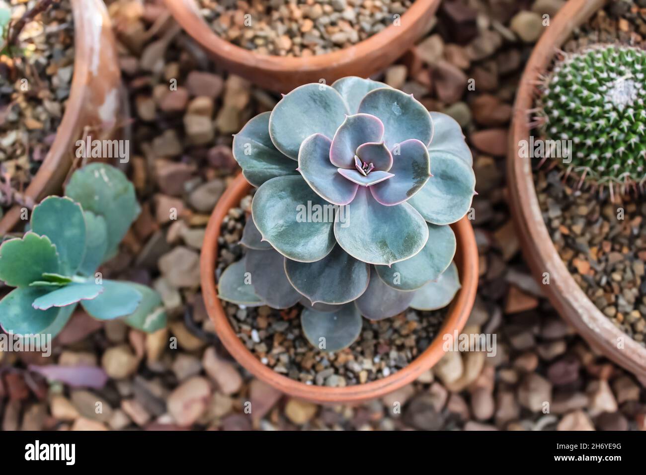 Pointy leaves succulent hi-res stock photography and images - Alamy